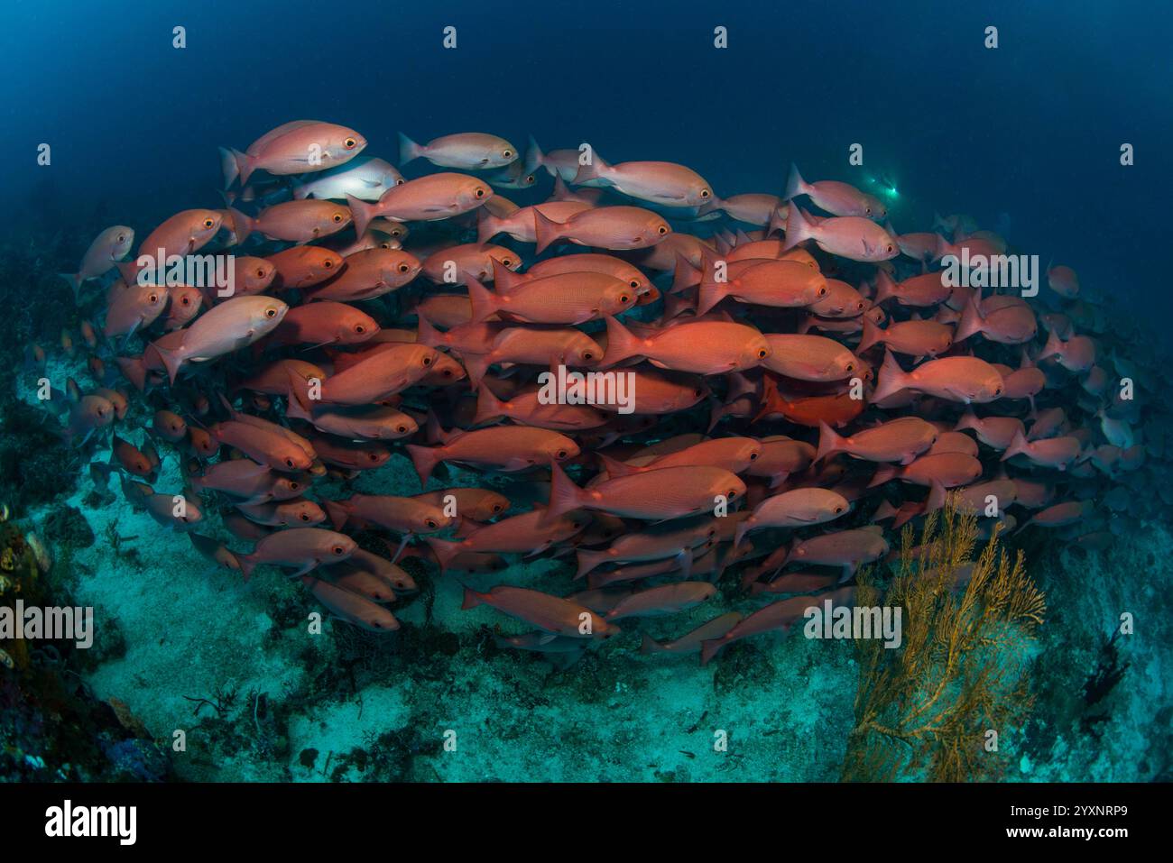 School of red bigeye fish with divers in the distance, Raja Ampat, West ...