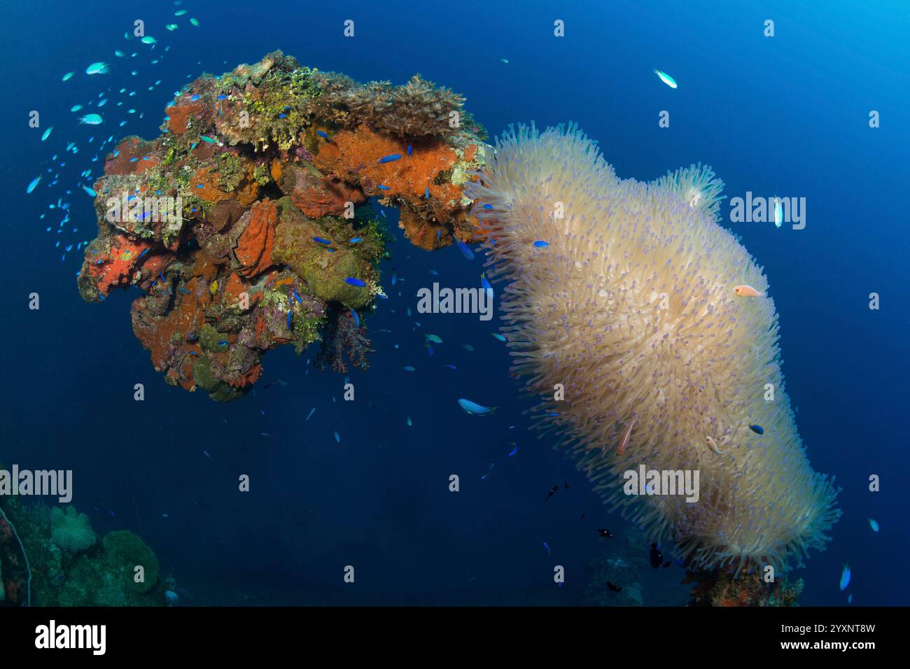 Tropical fish around a white anemone, with red encrusting sponge ...