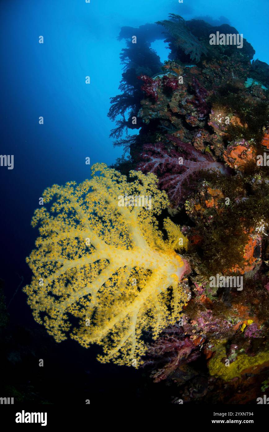 Large yellow Dendronephthya soft coral growing on the Sankisan Maru ...