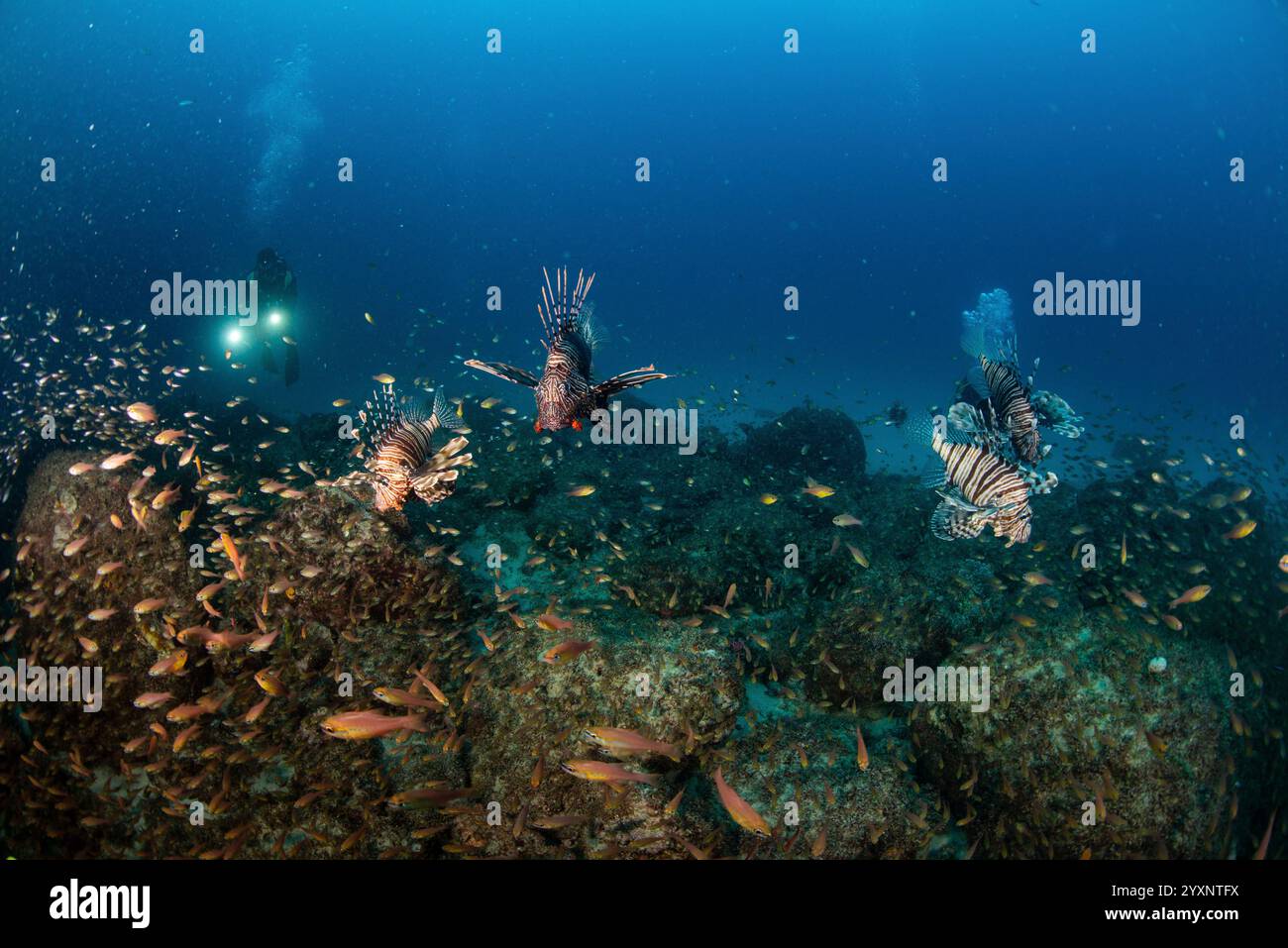Divers school fish one species hi-res stock photography and images - Alamy