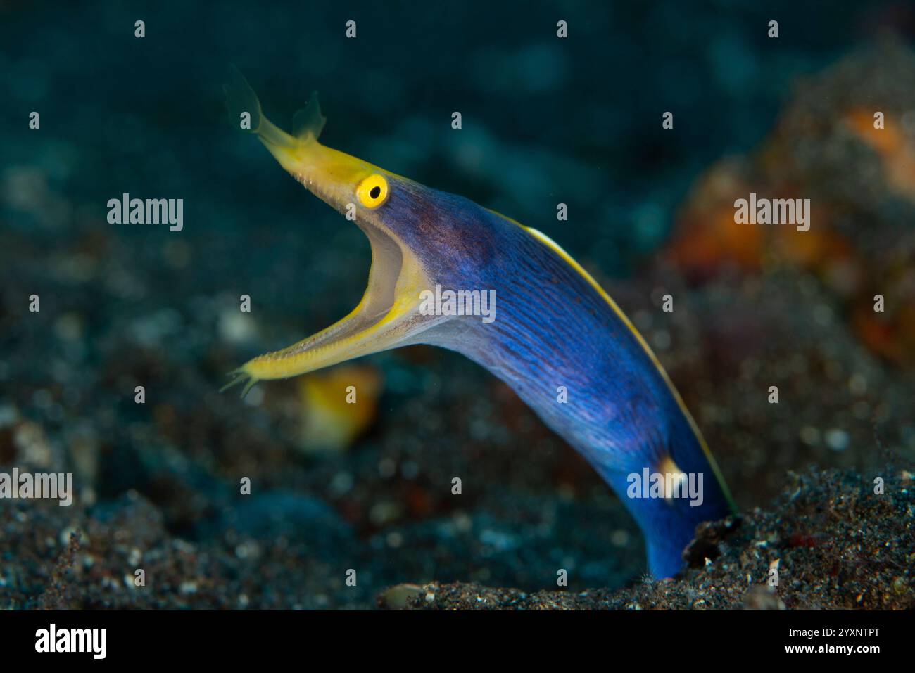 Portrait moray eel open mouth hi-res stock photography and images - Alamy