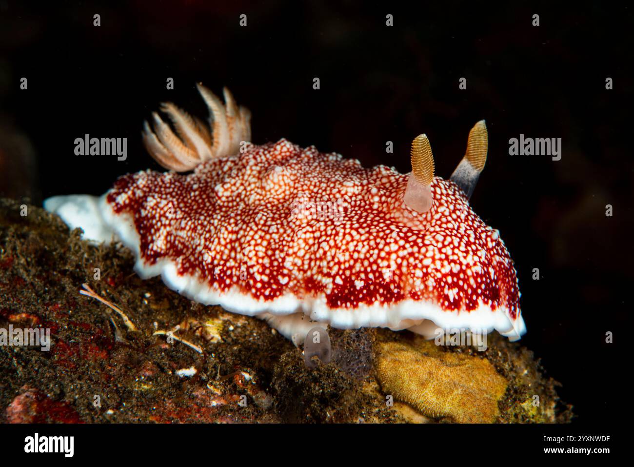 Red nudibranch with white spots and orange rhinophores and gills ...