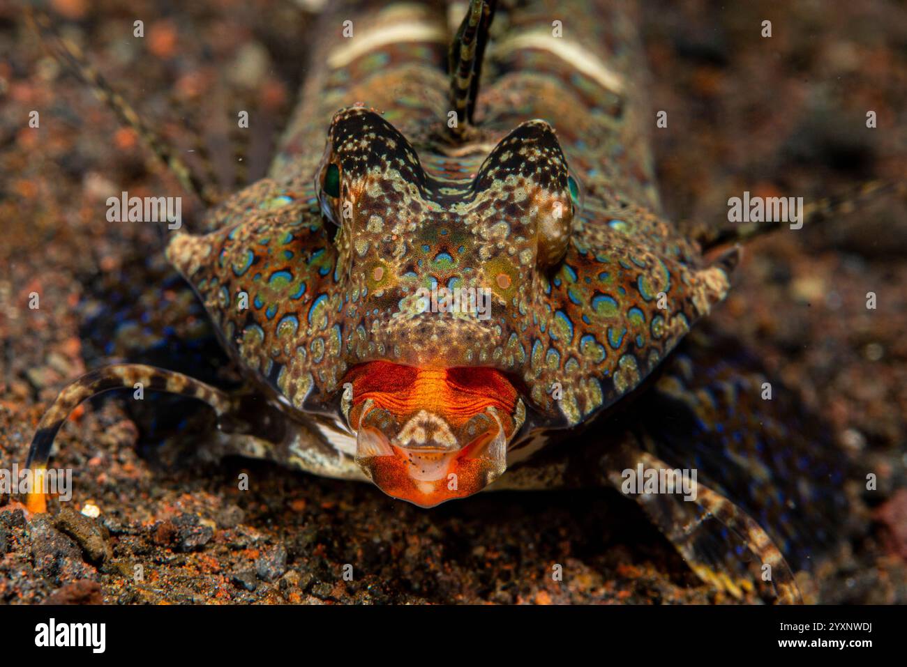 Head portrait of a fingered dragonet (Dactylopus dactylopus Stock Photo ...