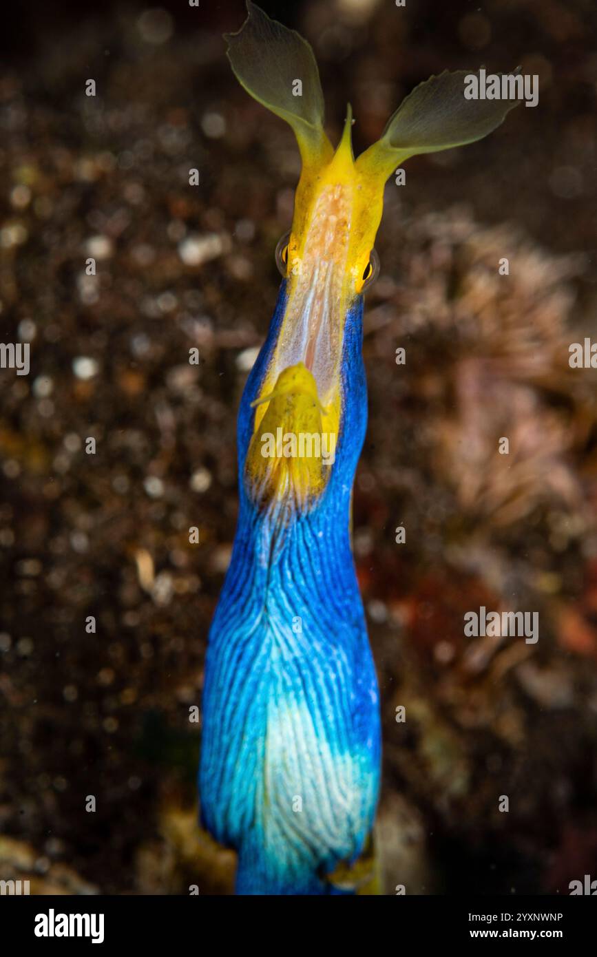 Blue mouth asia indonesia hi-res stock photography and images - Alamy