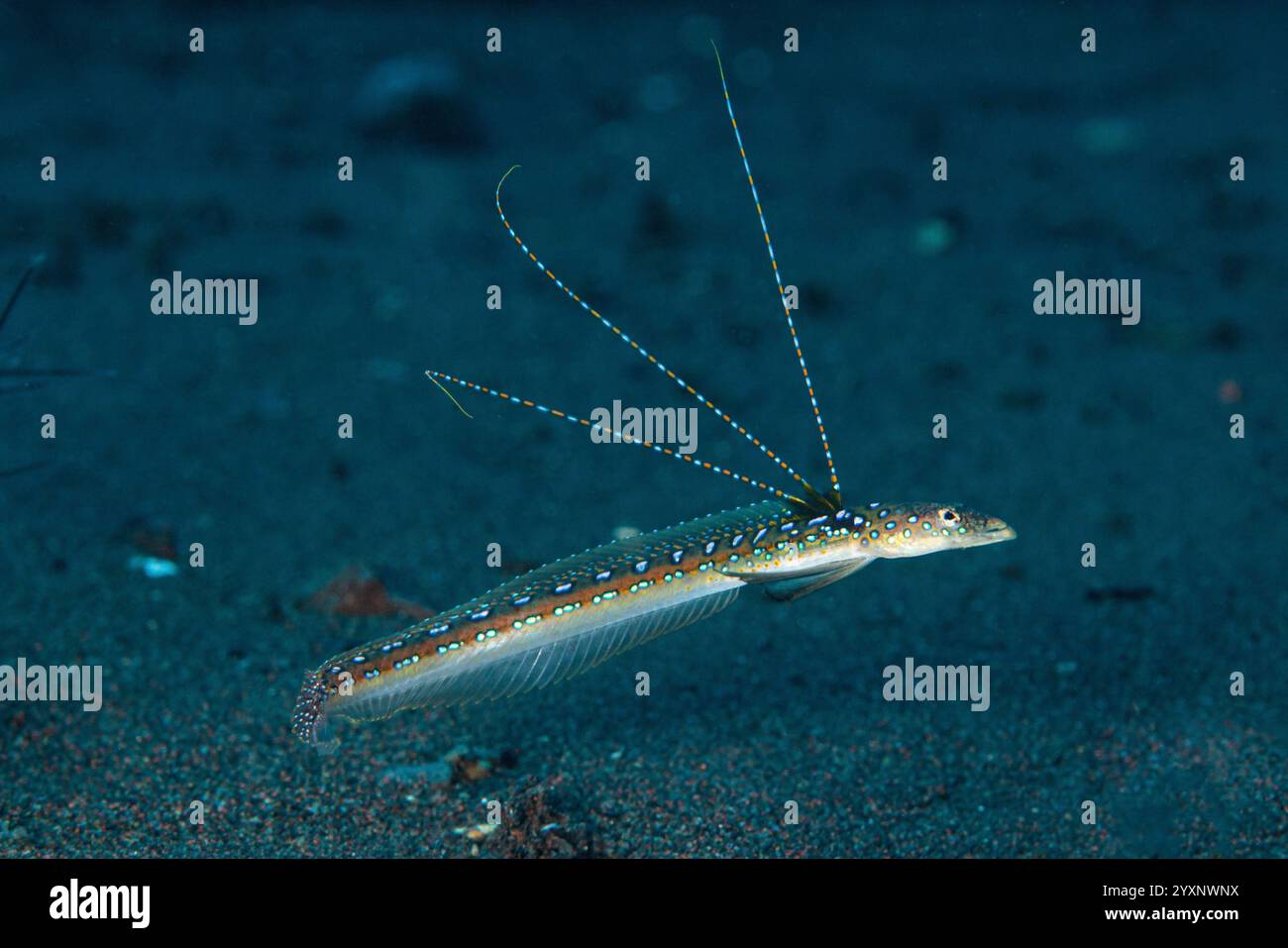 Male elegant Sand Diver (Trichonotus elegans) displaying elongated ...