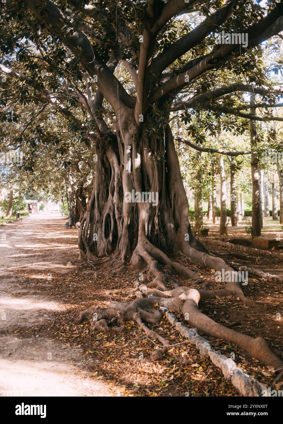 Travelpictures Palermo Palermo, Sicily, 23.11.2024: Botanic Garden with ...