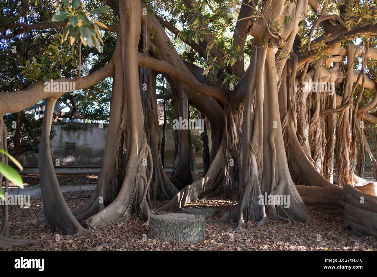 Travelpictures Palermo Palermo, Sicily, 23.11.2024: Botanic Garden with ...