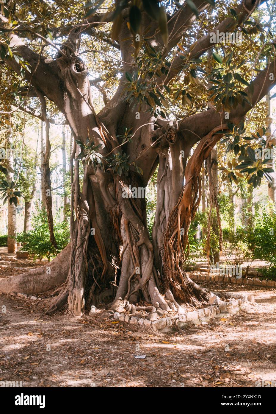 Travelpictures Palermo Palermo, Sicily, 23.11.2024: Botanic Garden with ...