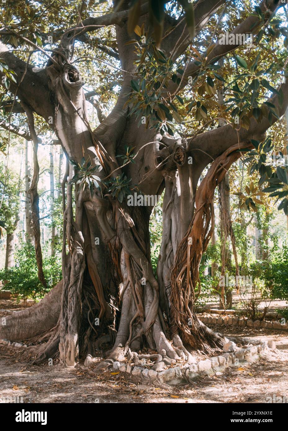 Travelpictures Palermo Palermo, Sicily, 23.11.2024: Botanic Garden with ...