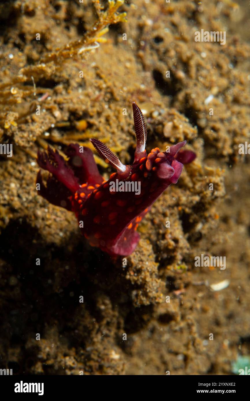 Dark red nudibranch with bright red spots (Nembrotha sp.), Balid ...