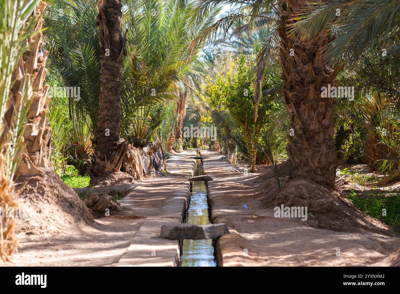 Traditional irrigation system in the Hassi Labied Oasis, a few ...