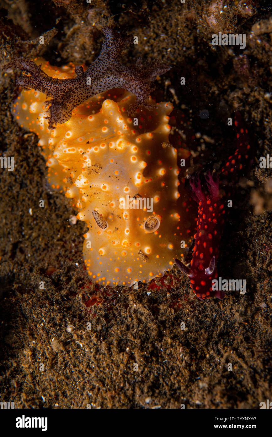 Nudibranch halgerda batangas hi-res stock photography and images - Alamy