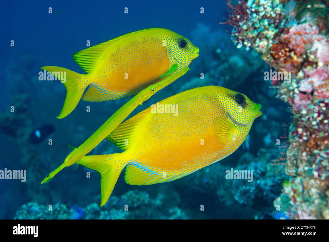 Pair of yellow coral rabbitfish (Siganus corallinus), being followed by ...