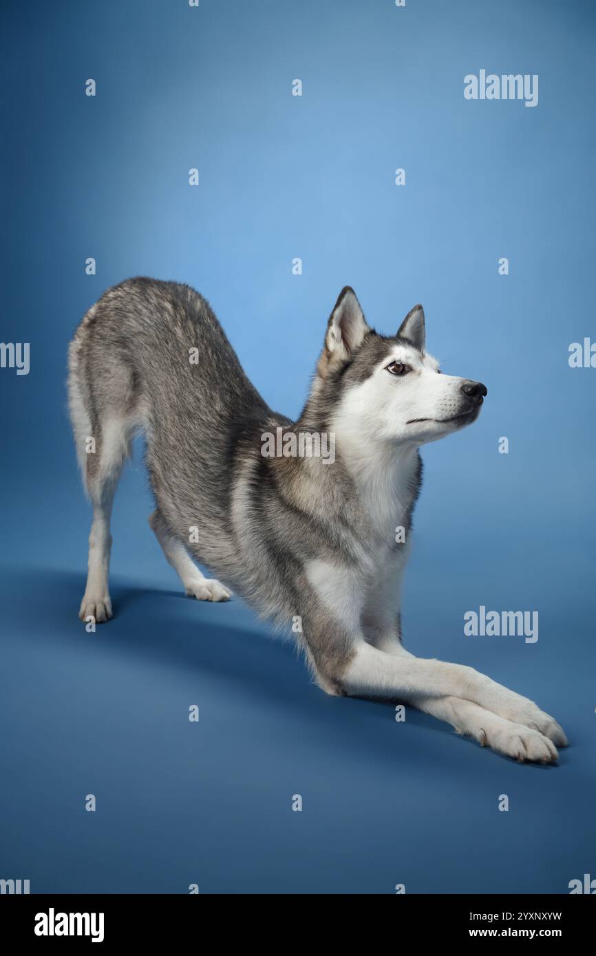 A Siberian Husky stretching playfully on a blue background, emphasizing ...