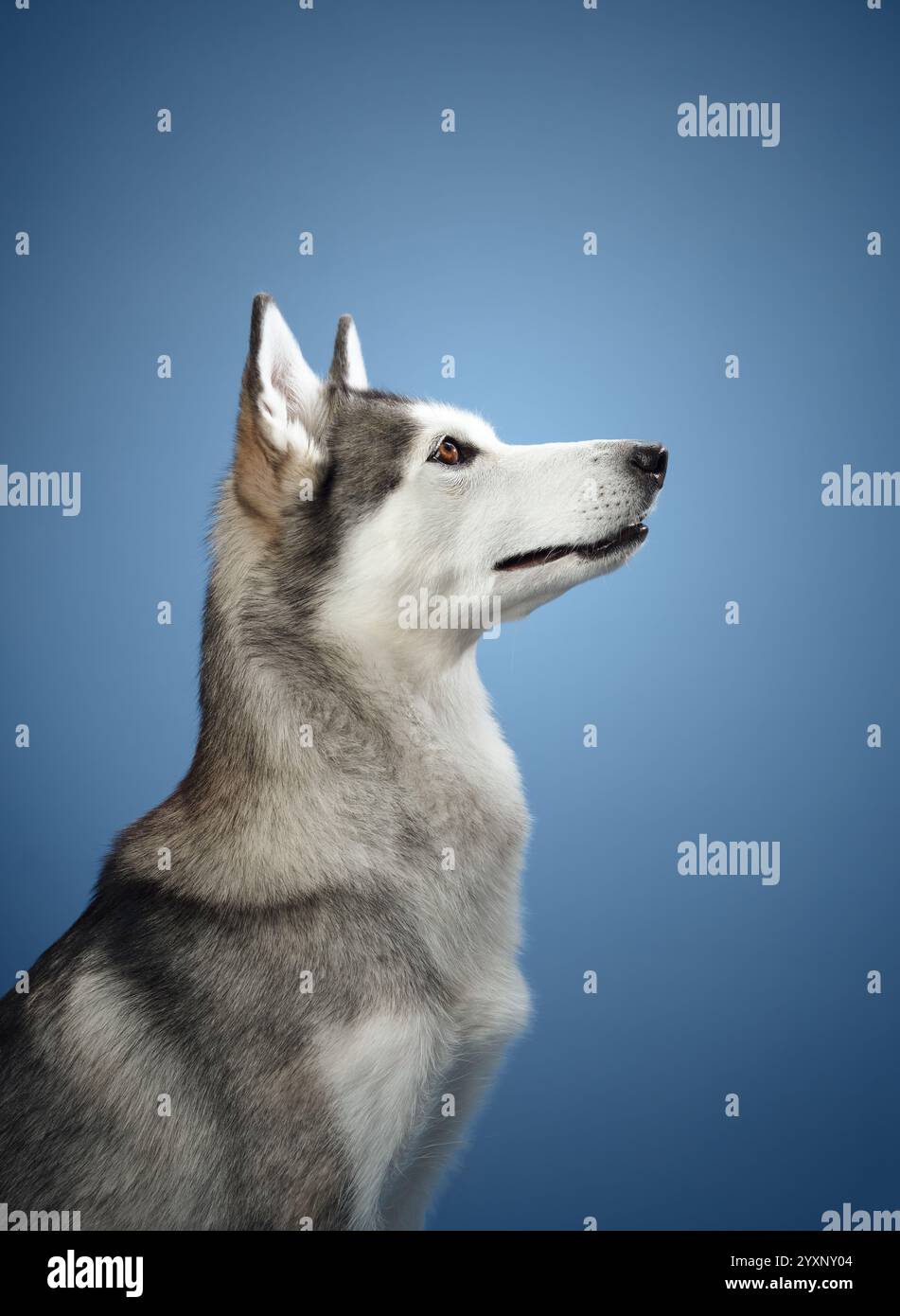 A Siberian Husky sitting calmly against a blue background, its serene ...
