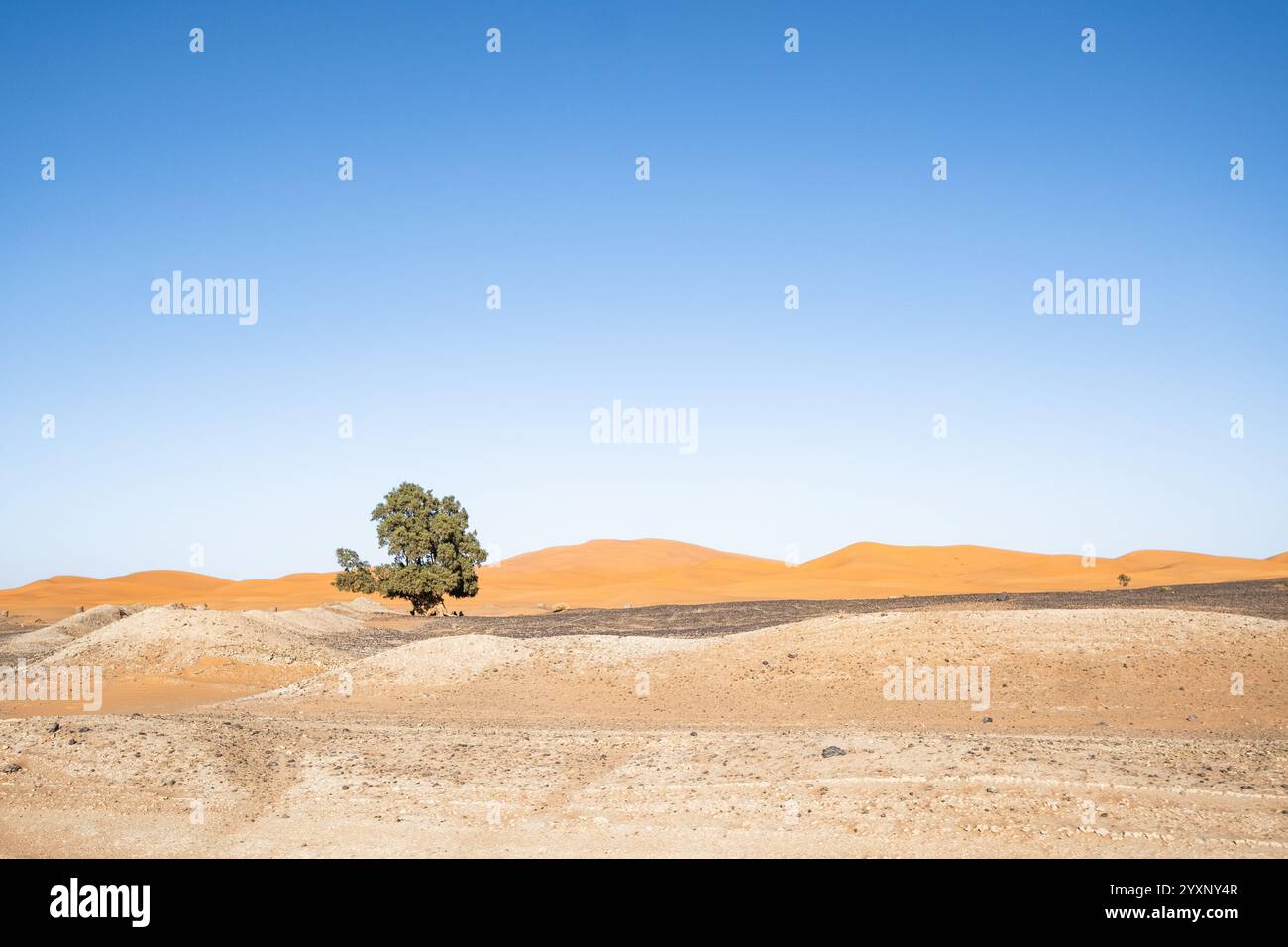 Stunning panoramic view of the arid Sahara desert with a lonely tree ...