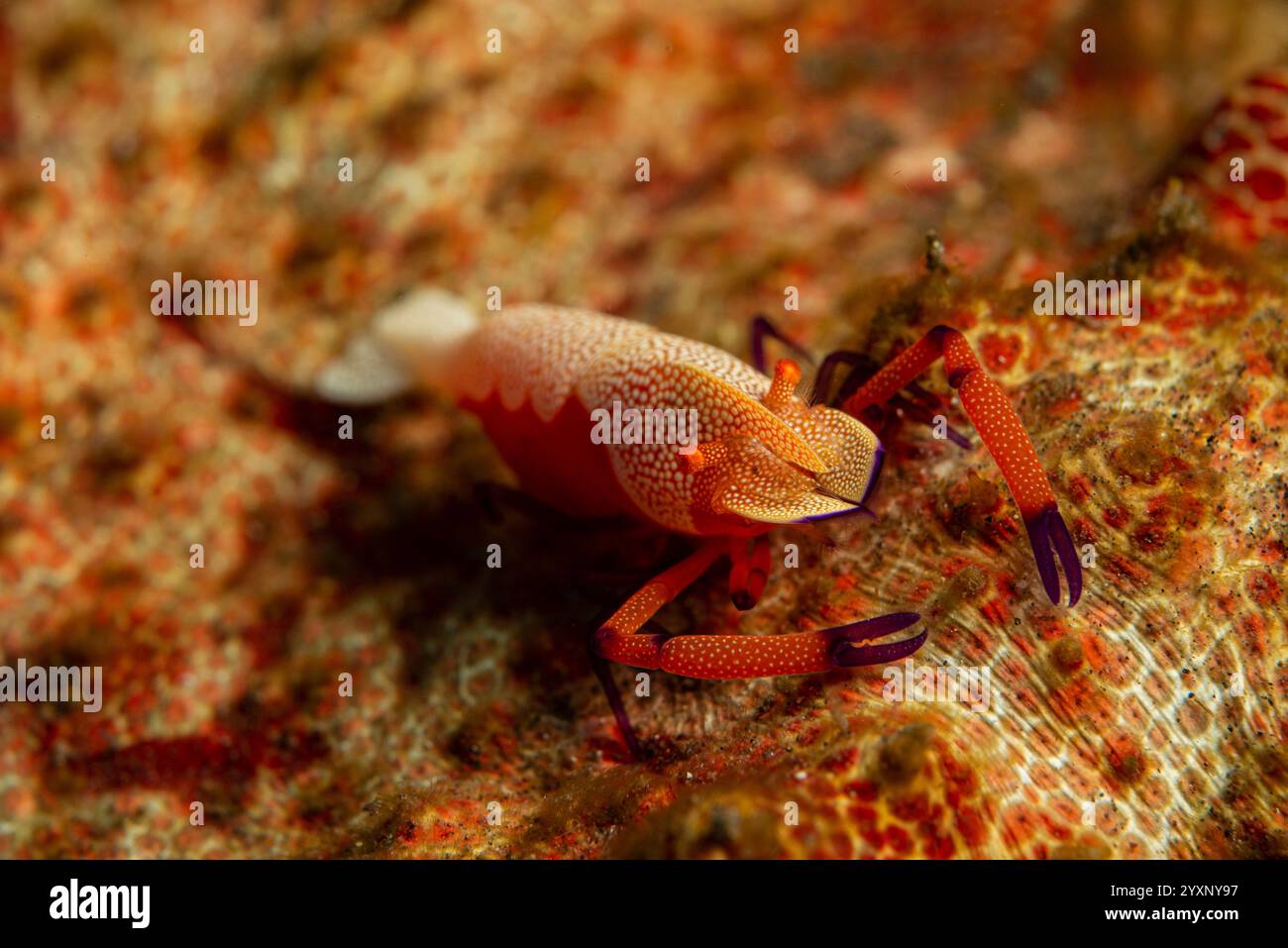 Orange and white emperor shrimp (Periclimenes imperator) on sea ...