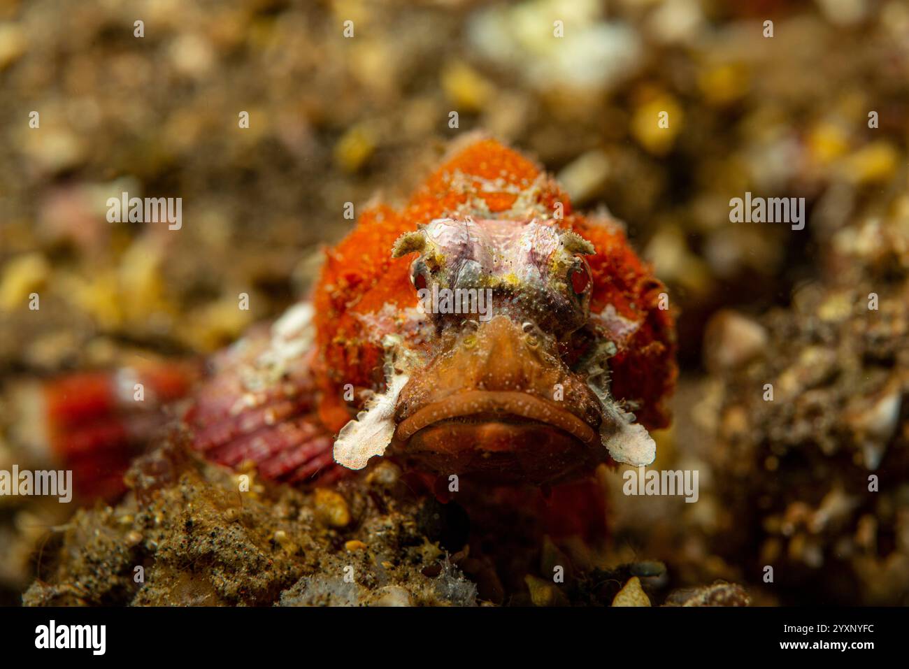 Front view scorpionfish hi-res stock photography and images - Alamy