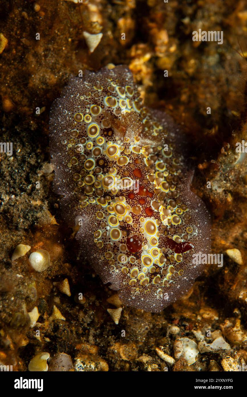 Fried eggs hoplodoris nudibranch (Hoplodoris estrelyado, Bali ...