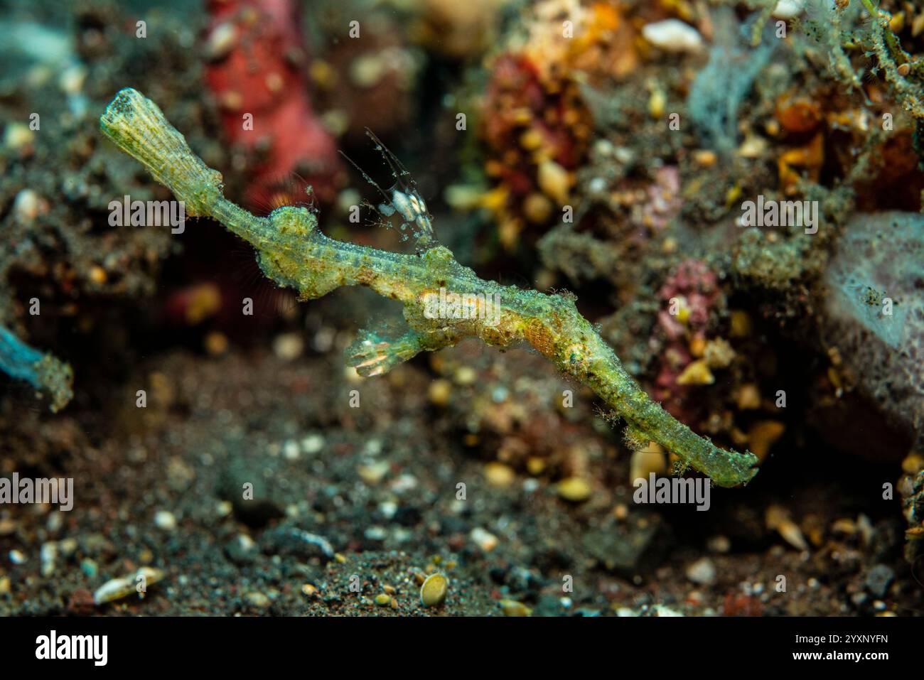 Green juvenile robust ghost pipefish (Solenostomus cyanopterus), Bali ...