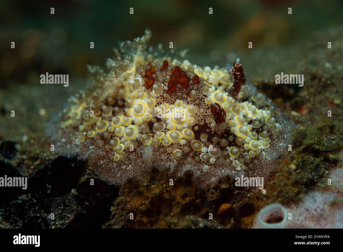 Fried eggs hoplodoris nudibranch (Hoplodoris estrelyado, Bali ...