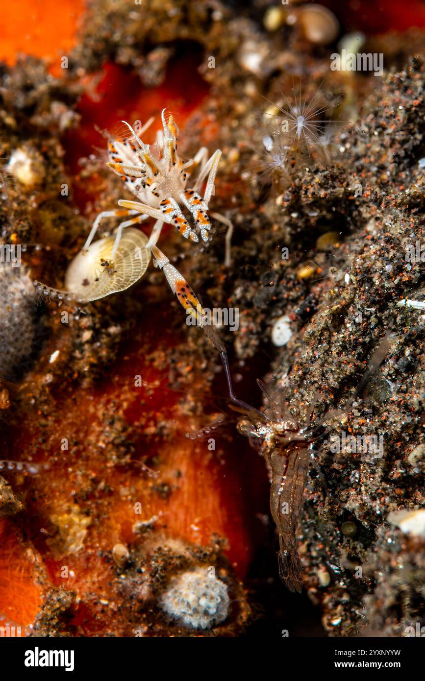 Tiger shrimp (Phyllognatia ceratophthalmus) shaking claws with a ...