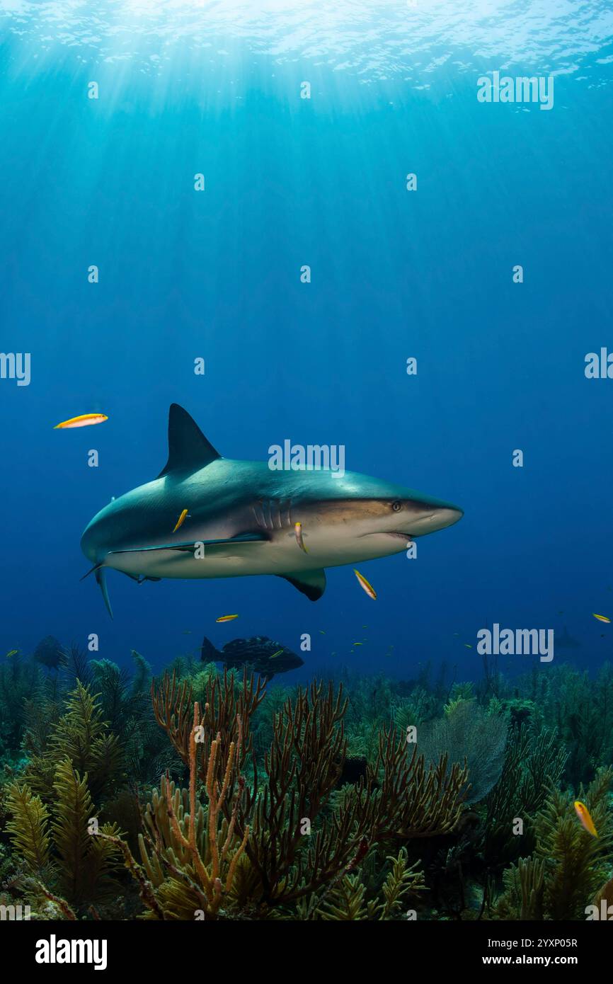 Caribbean reef shark passing over a reef with rays of light, Jardines ...