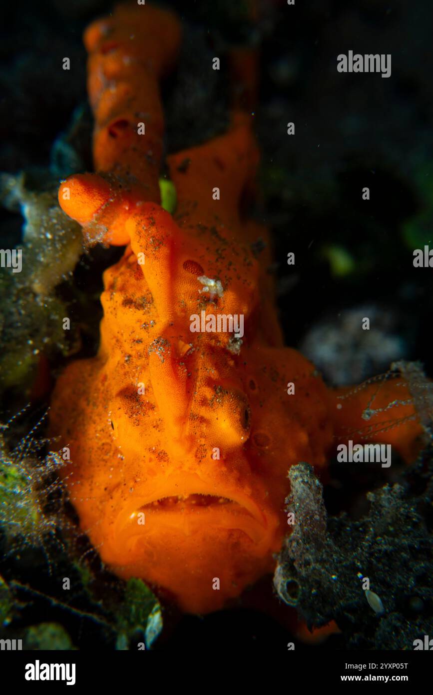 Antennarius pictus sulawesi fish hi-res stock photography and images ...
