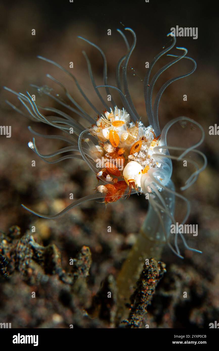 Flower-shaped grey hydroid hosting a cluster of white and orange ...