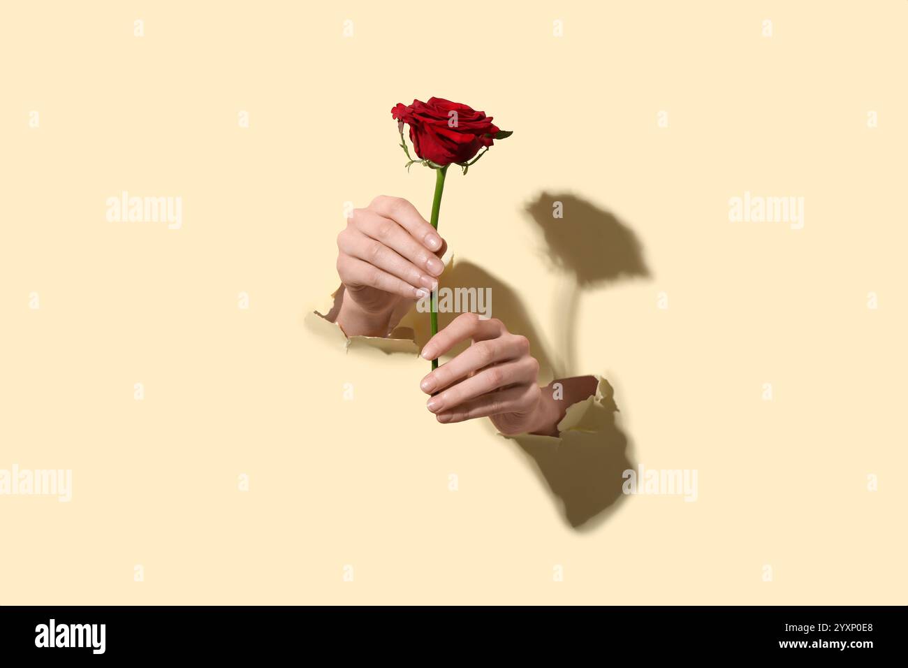 Female hands with beautiful red rose flower visible through holes in ...