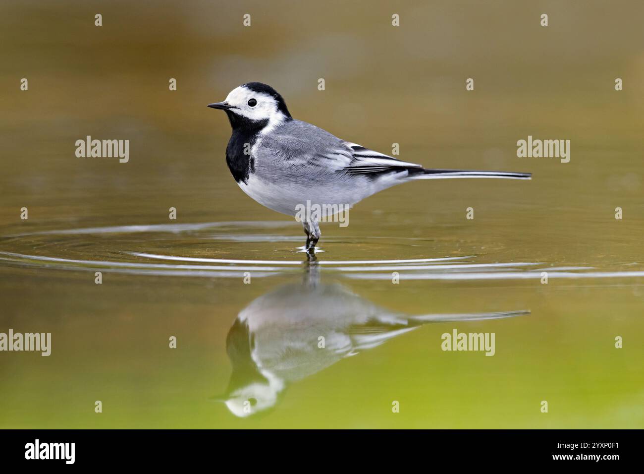 White wagtail (Motacilla alba alba) adult male foraging for aquatic ...