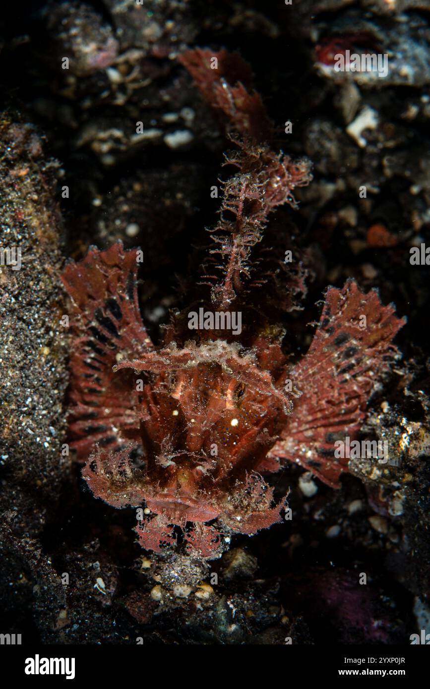 Weedy scorpionfish (Rhinopias frondosa), Bali, Indonesia Stock Photo ...