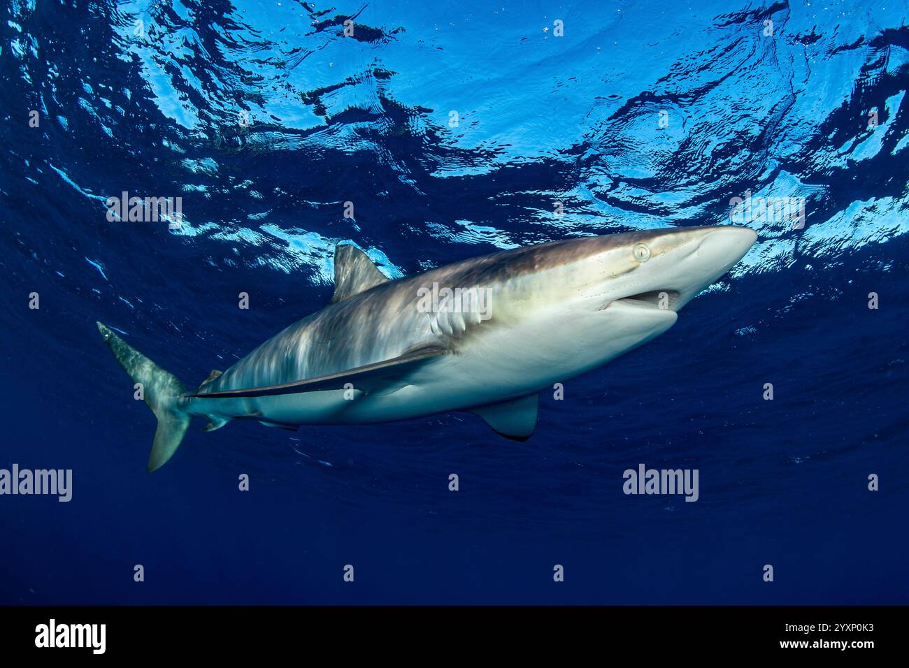 Caribbean reef shark with mouth open near the surface, Jardines De La ...