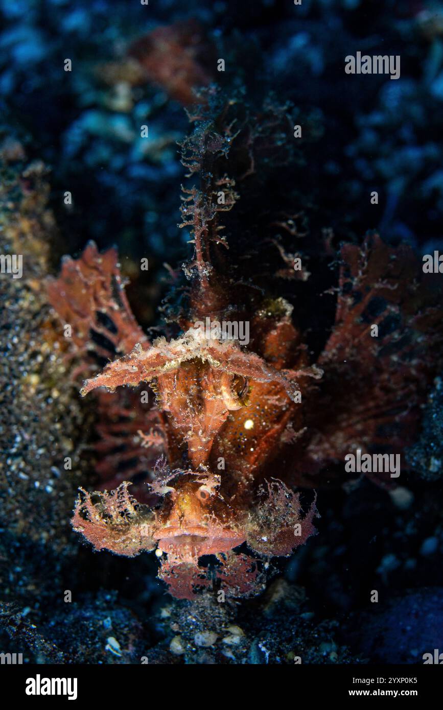 Head shot of a brown weedy scorpionfish (Rhinopias frondosa Stock Photo ...