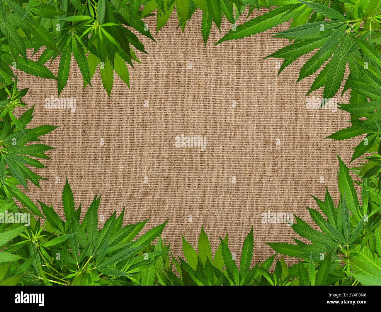 Close up border frame of fresh green cannabis or hemp leaves over brown ...