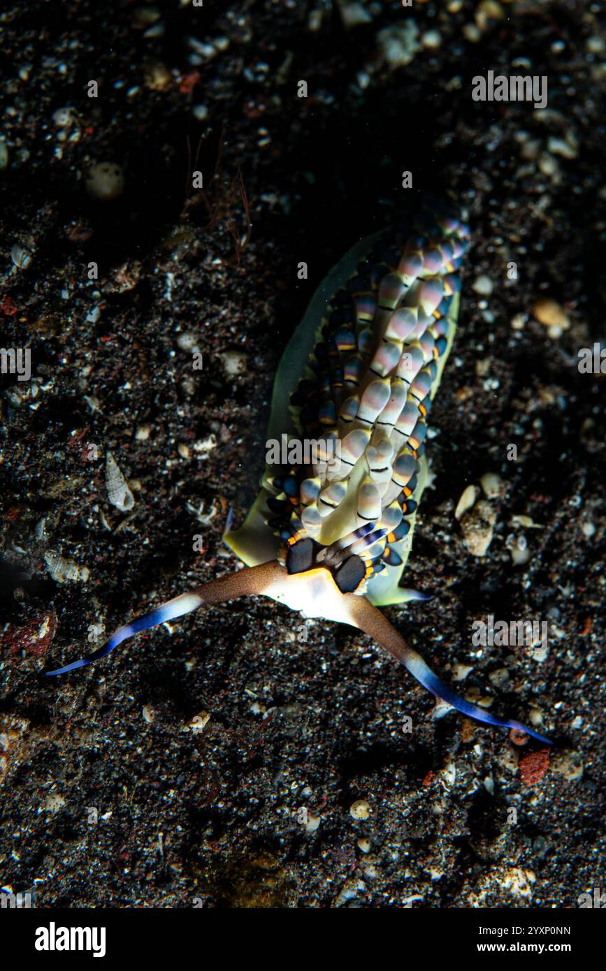 Tenellia sp hi-res stock photography and images - Alamy