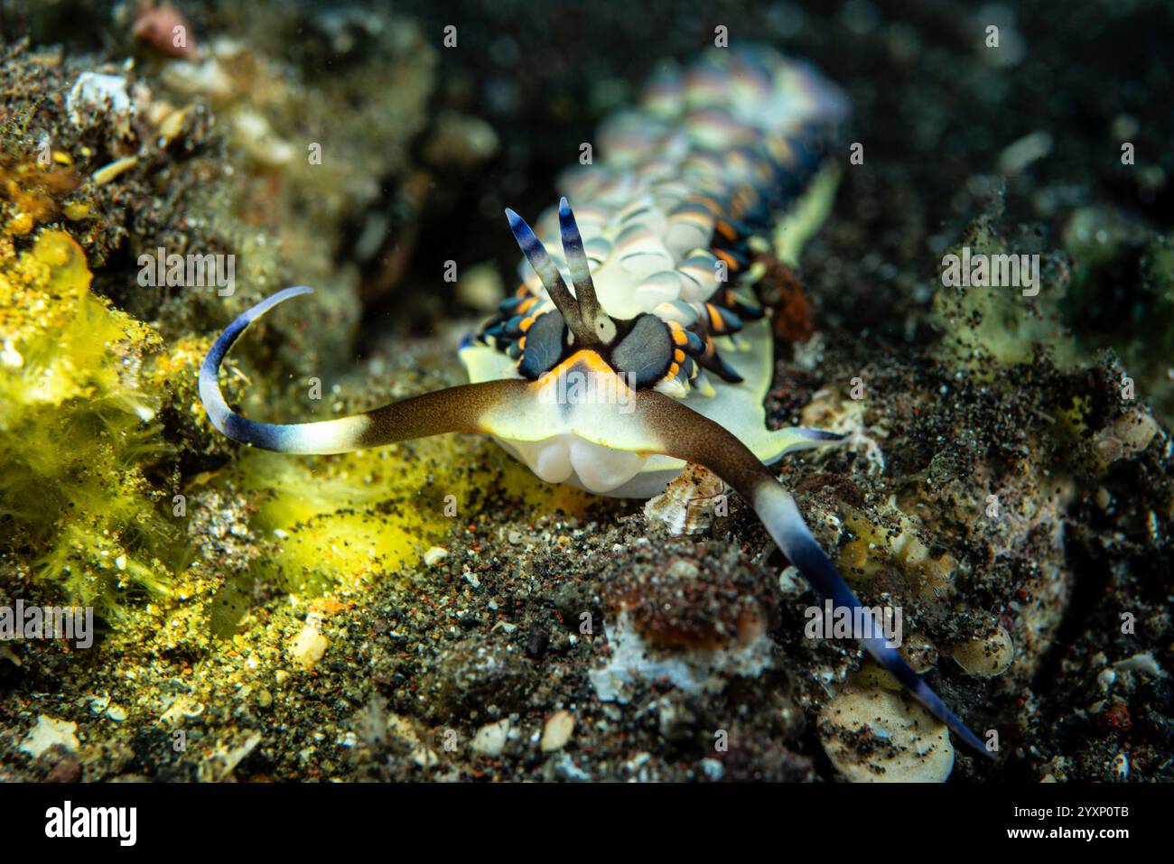 Tenellia sp hi-res stock photography and images - Alamy