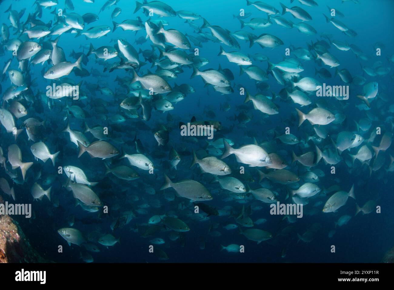 School of topsail sea chub (Kyphosus cinerascens), circling in the ...