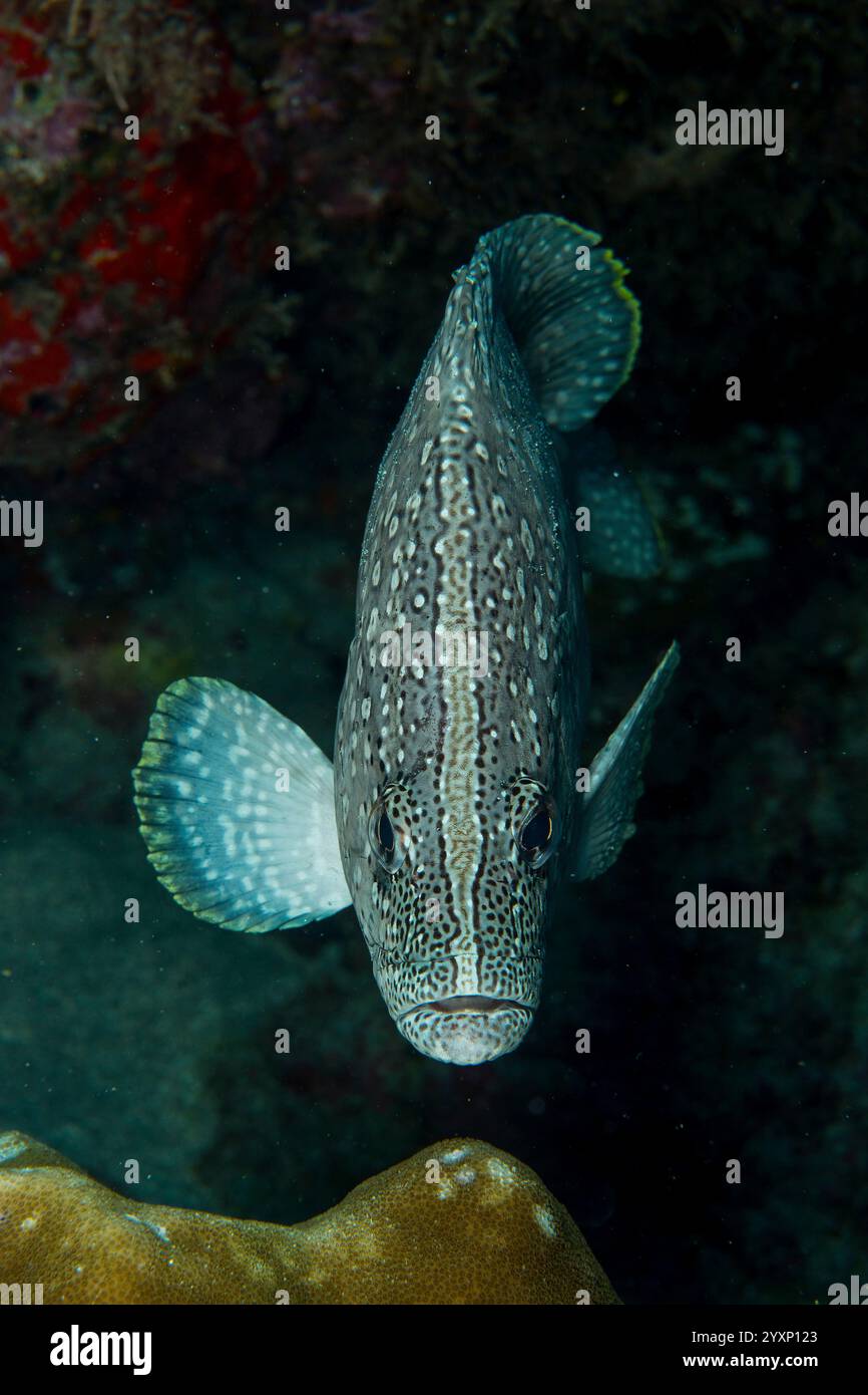 Leather bass (Dermatolepis dermatolepis), on a reef in Cocos Island ...
