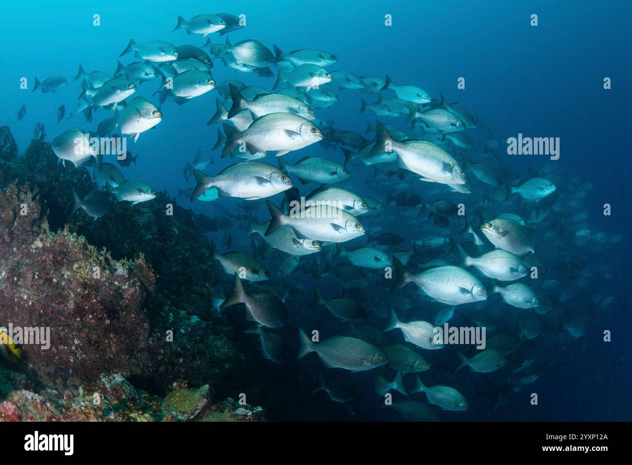 School of topsail sea chub (Kyphosus cinerascens), circling in the ...