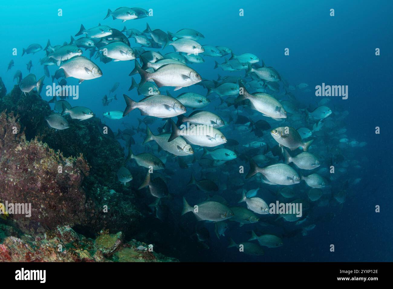 Chub swimming hi-res stock photography and images - Alamy
