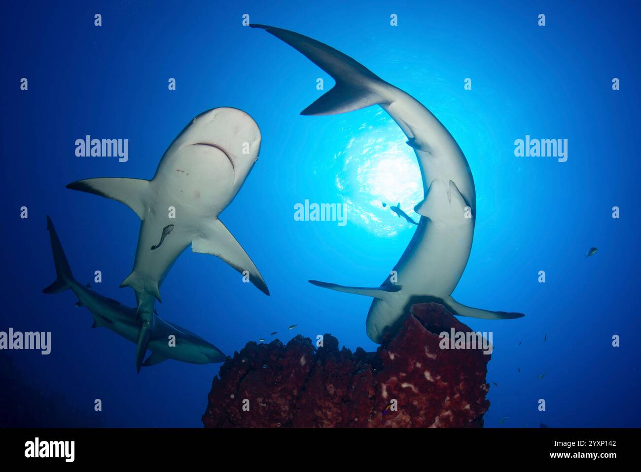 Caribbean reef sharks around a barrel sponge with sunburst, Jardines De ...