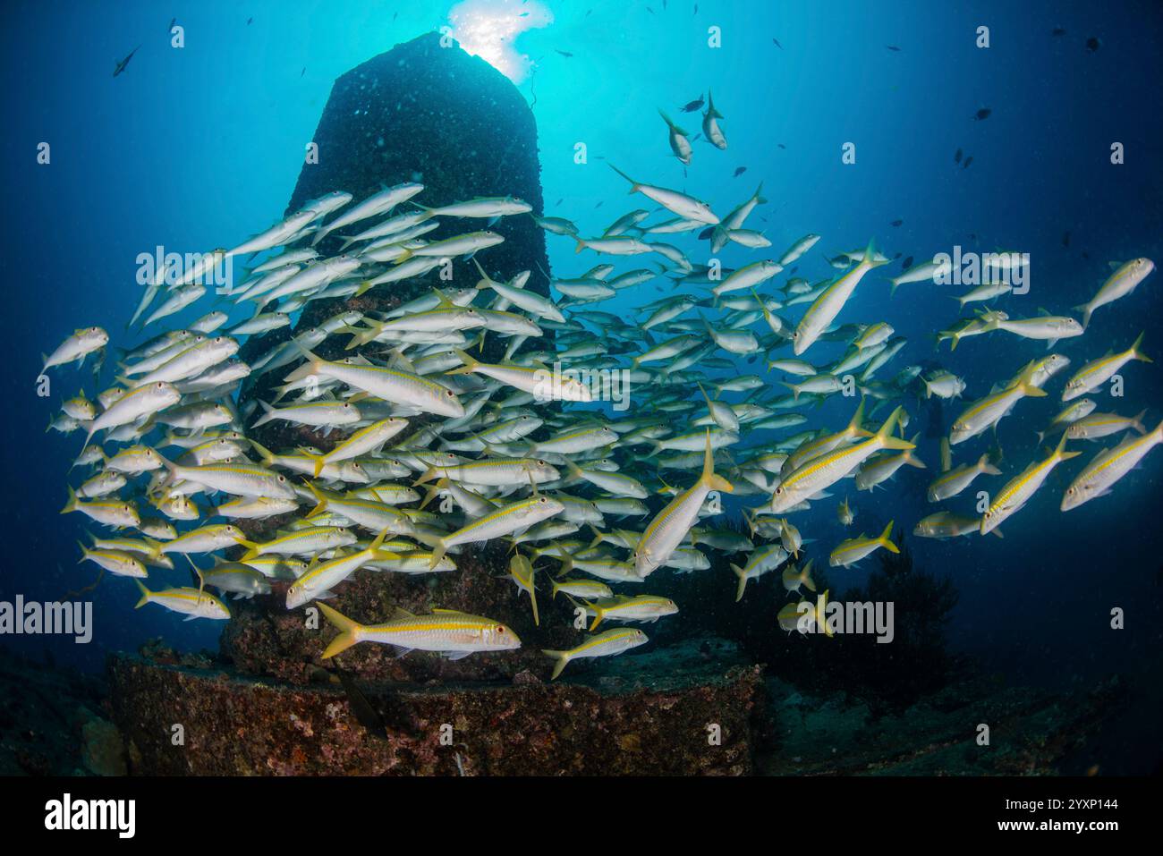 School of yellow goatfish (Mulloidichthys vanicolensis) over the Stella ...