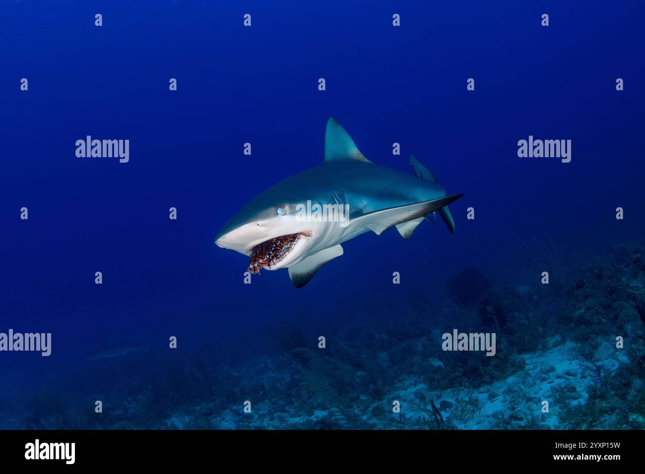 Caribbean reef shark swallowing a lionfish, Jardines De La Reina, Cuba ...