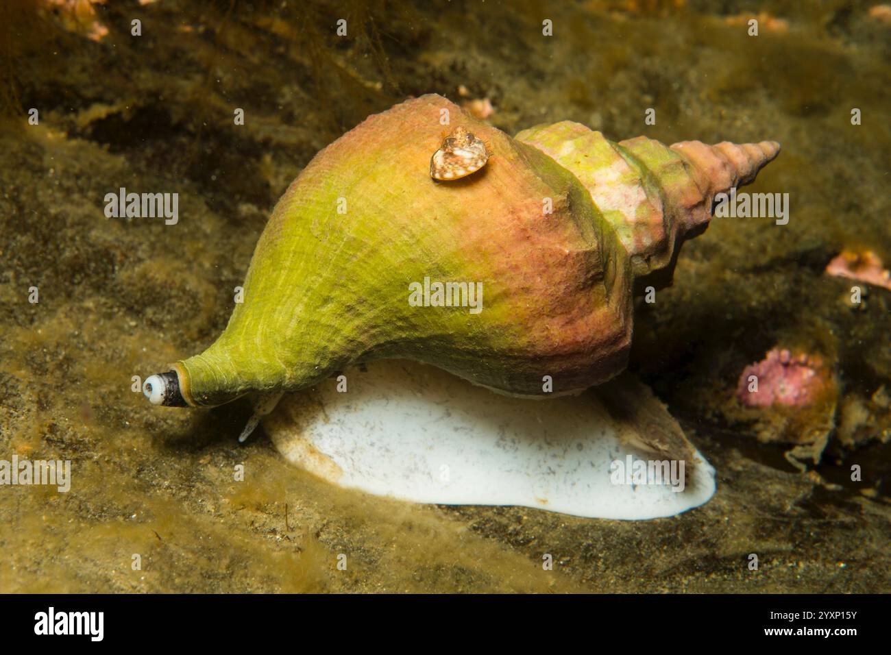 Cone snail hi-res stock photography and images - Alamy