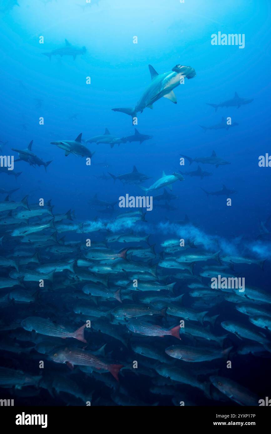 School of scalloped hammerhead sharks (Sphyrna lewini) scatter a school ...