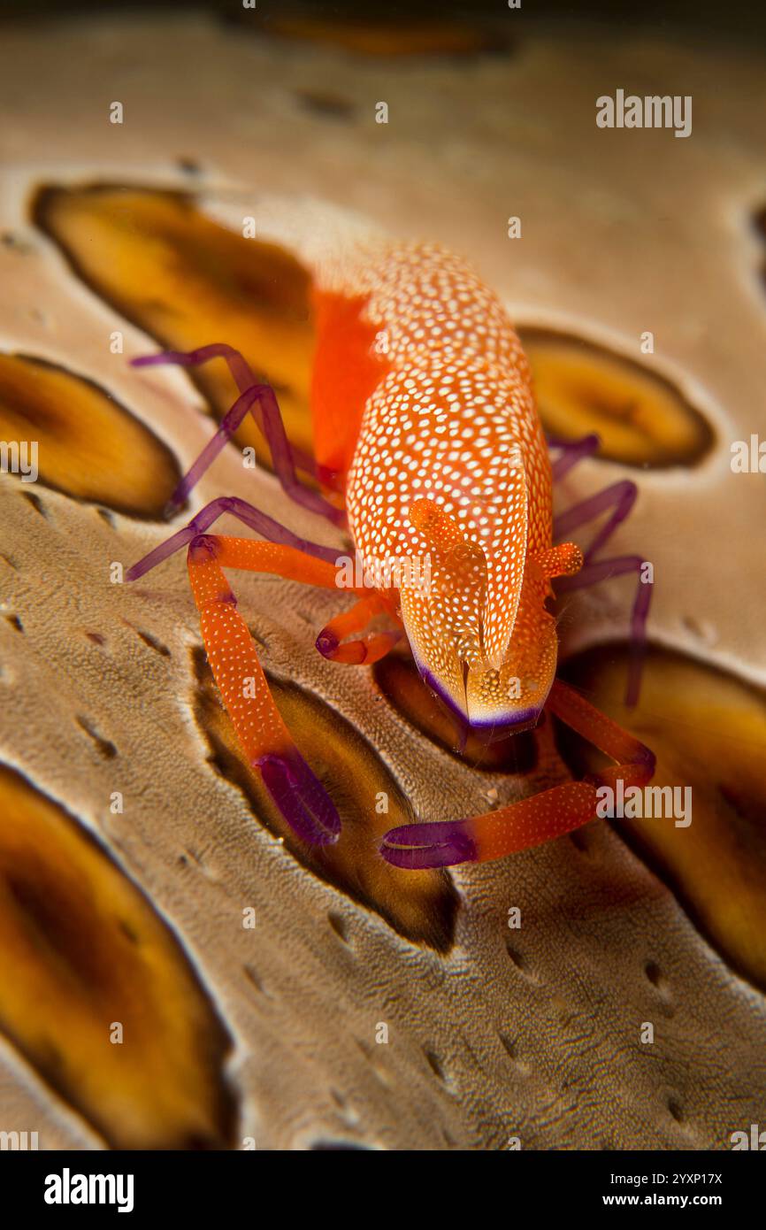 Emperor shrimp (Periclimenes imperator), crawling over a spotted sea ...
