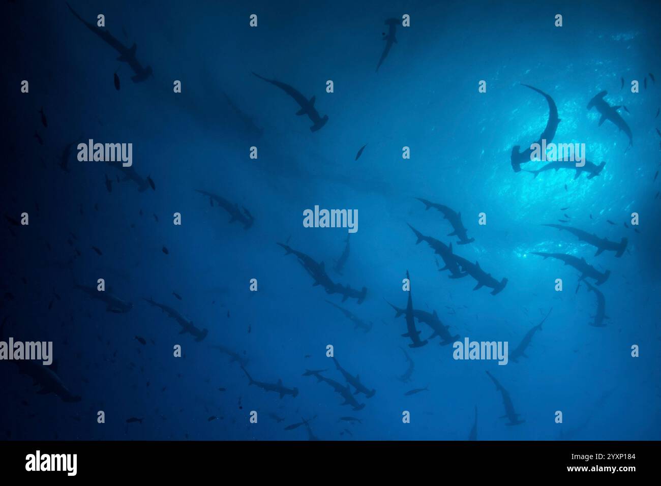 Large school of scalloped hammerhead sharks silhouetted against the ...