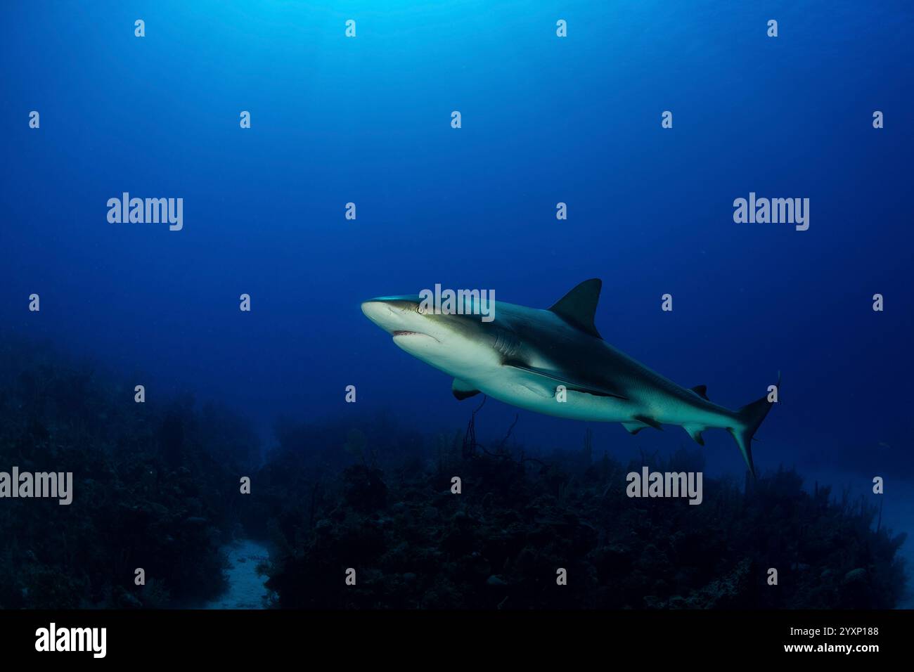 Caribbean reef shark swimming over a reef, Jardines De La Reina, Cuba ...
