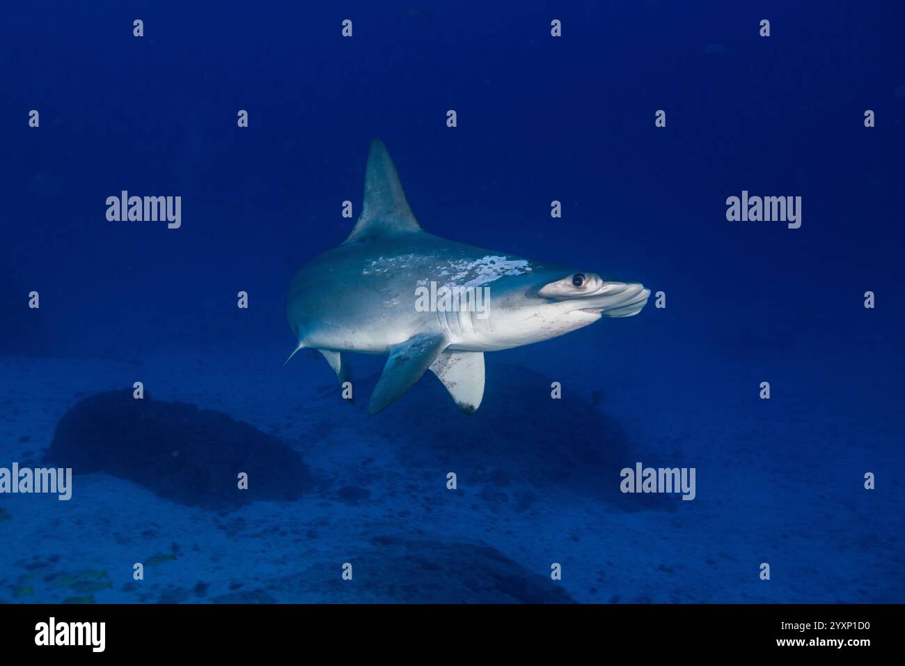 Scalloped hammerhead shark on the sandy bottom, Cocos Island Stock ...